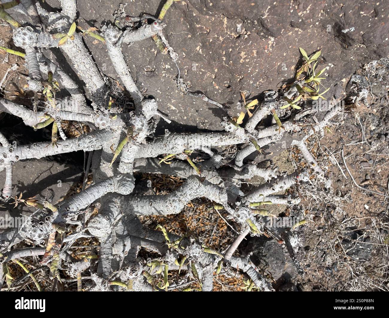 balsam spurge (Euphorbia balsamifera Stock Photo - Alamy