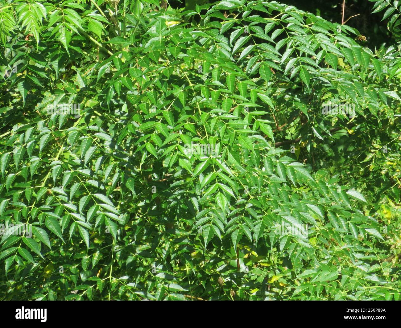 Chinaberry (Melia azedarach Stock Photo - Alamy