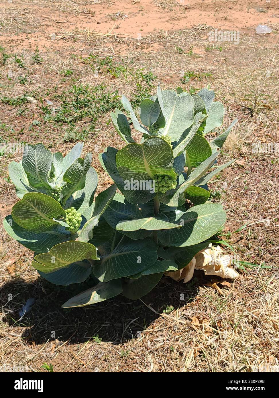 broadleaf milkweed (Asclepias latifolia Stock Photo - Alamy
