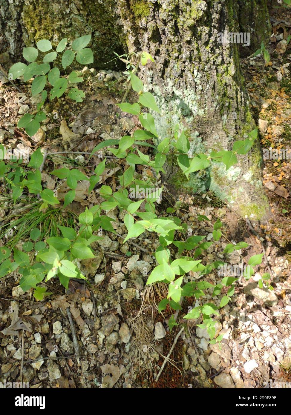 common dittany (Cunila origanoides Stock Photo - Alamy