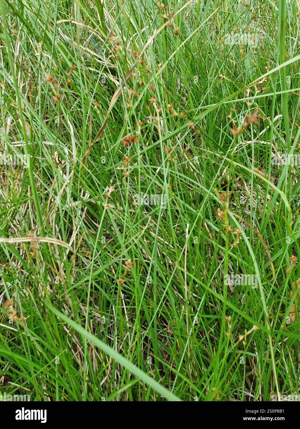 star sedge (Carex echinata Stock Photo - Alamy
