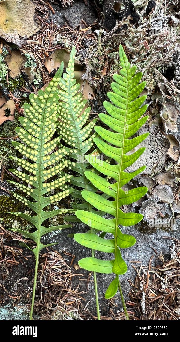 rock polypody (Polypodium virginianum Stock Photo - Alamy