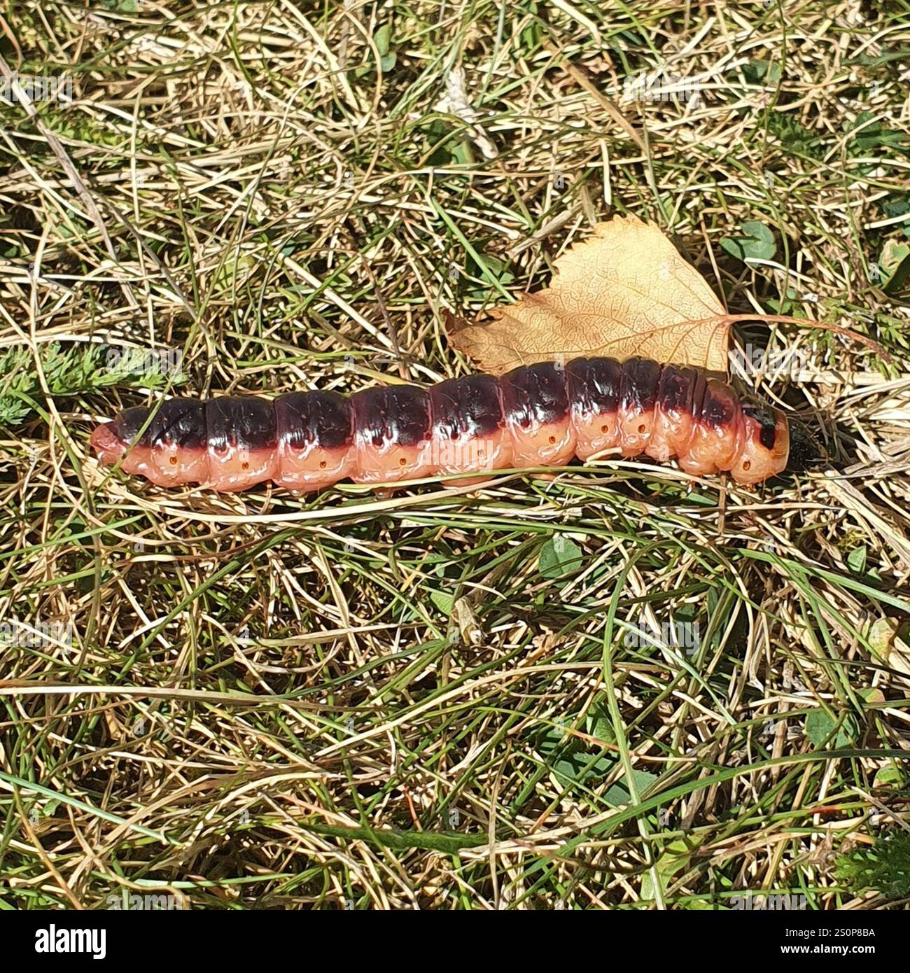 Goat Moth (Cossus cossus Stock Photo - Alamy