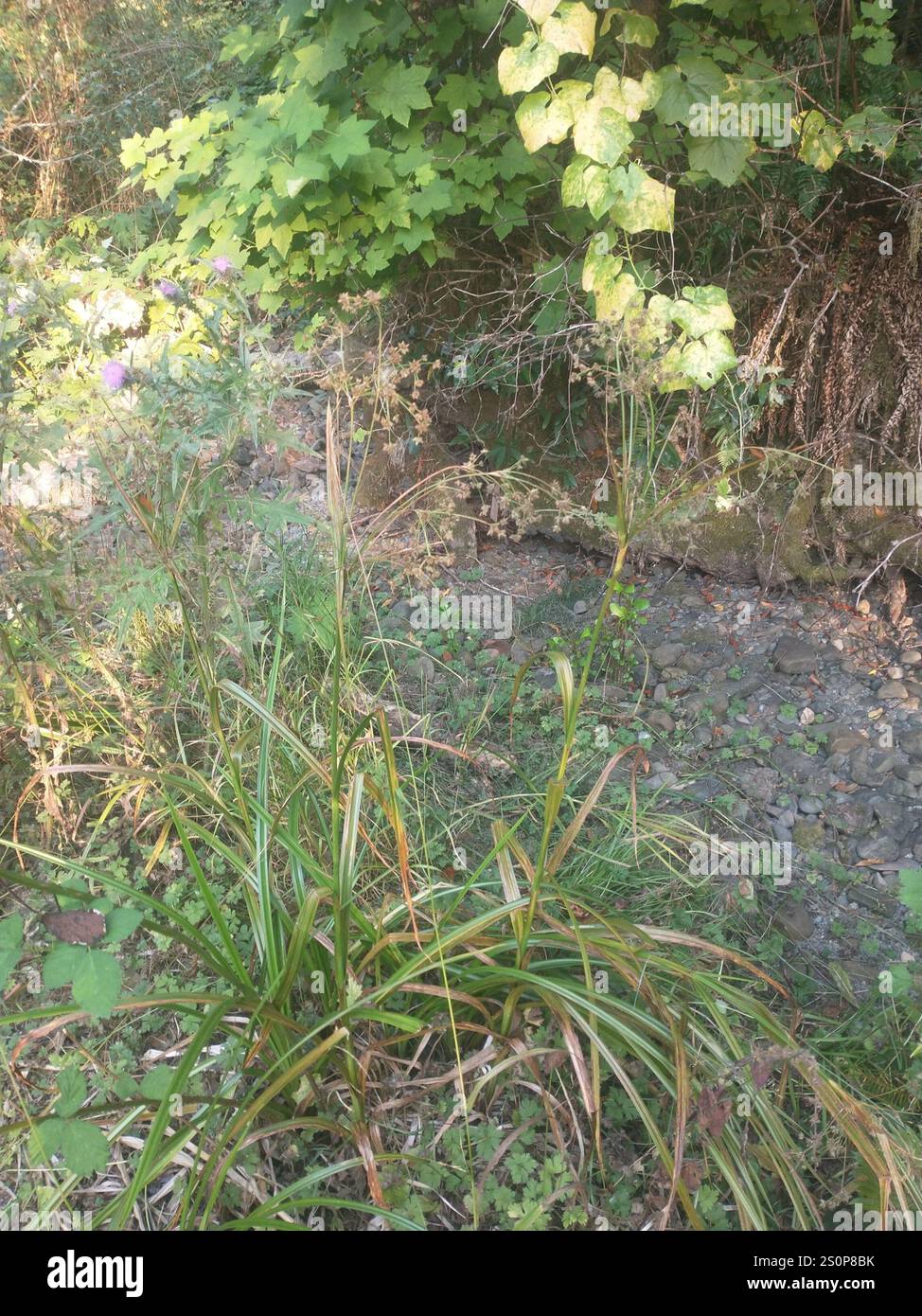 Panicled Bulrush (Scirpus microcarpus Stock Photo - Alamy