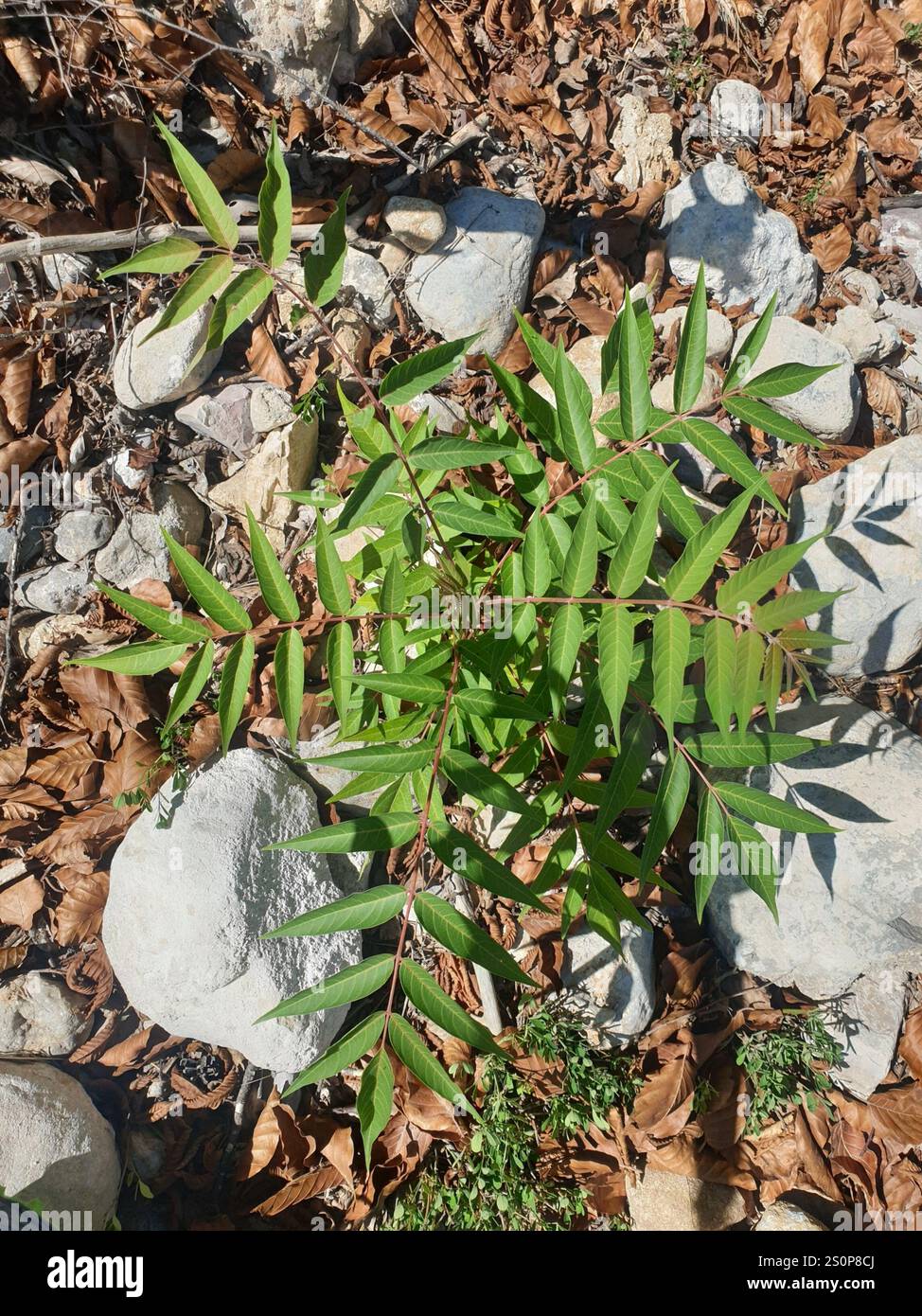 tree-of-heaven (Ailanthus altissima Stock Photo - Alamy