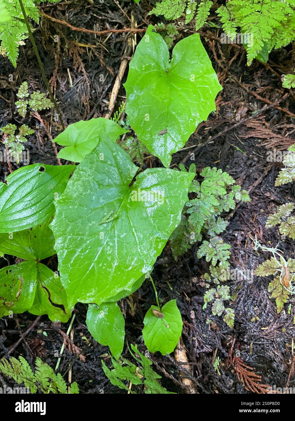 rattlesnake roots (Nabalus Stock Photo - Alamy