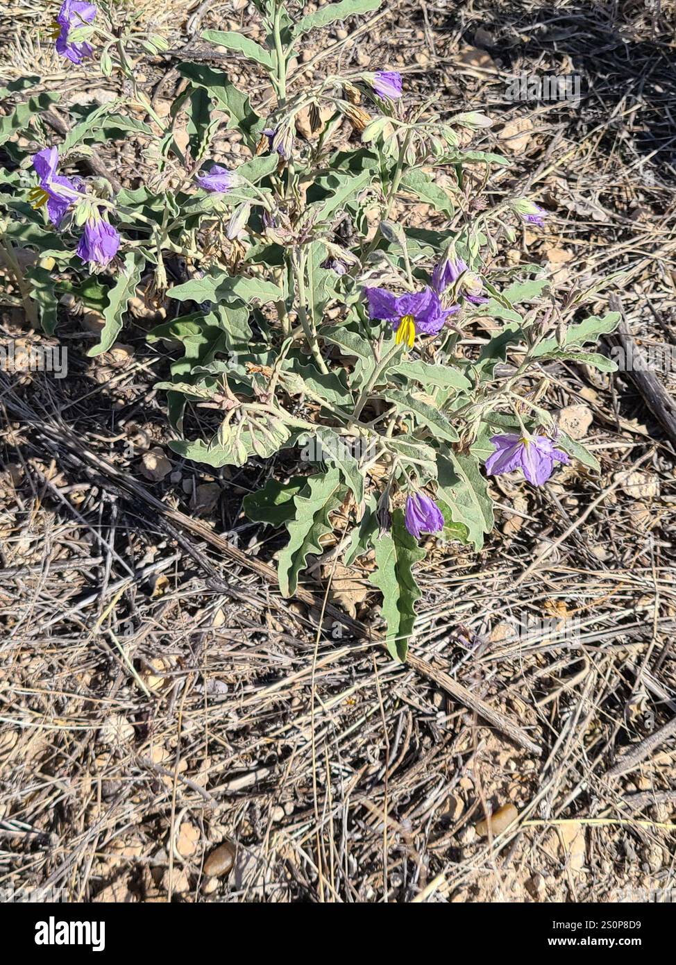 silverleaf nightshade (Solanum elaeagnifolium Stock Photo - Alamy