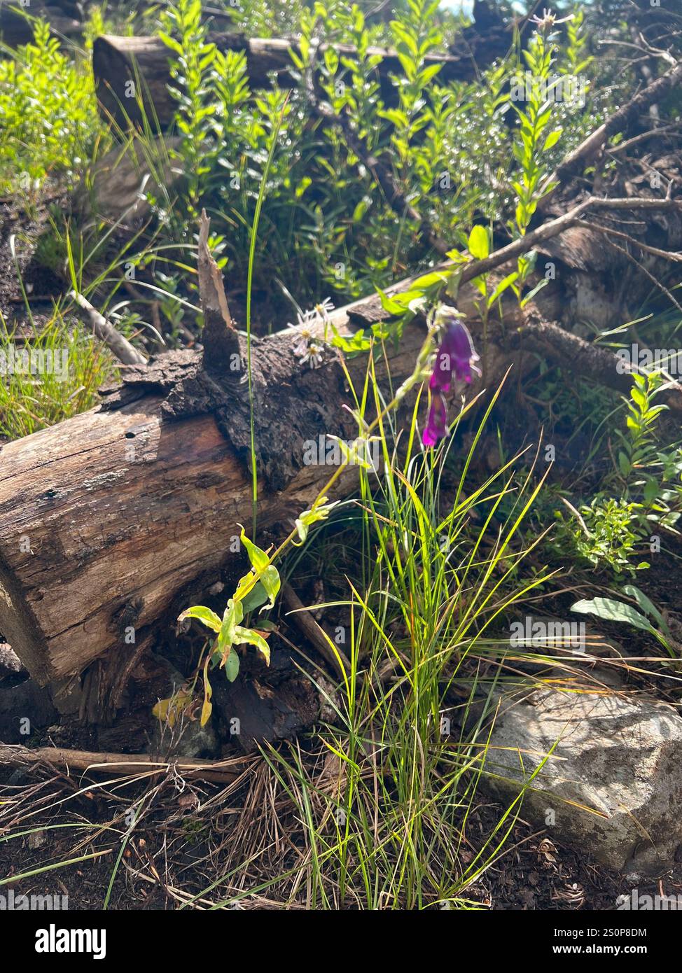 Whipple's penstemon (Penstemon whippleanus Stock Photo - Alamy