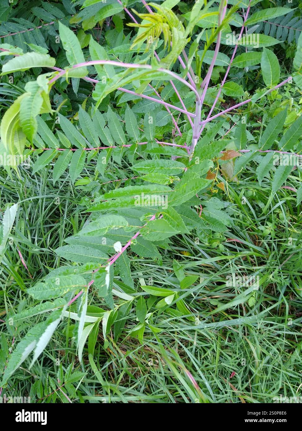 smooth sumac (Rhus glabra Stock Photo - Alamy