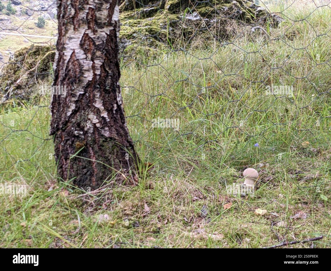Meadow Puffball (Lycoperdon pratense Stock Photo - Alamy