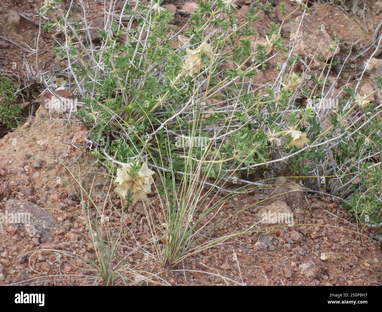 Lagochilus hi-res stock photography and images - Alamy