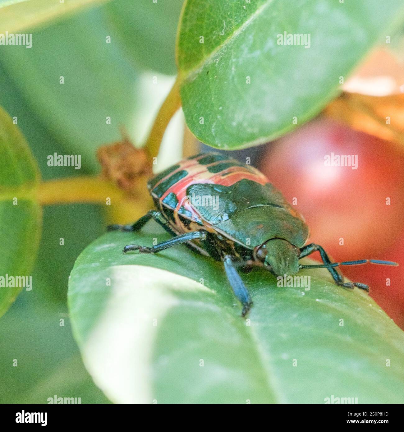 Stink Bugs, Shield Bugs, and Allies (Pentatomoidea Stock Photo - Alamy