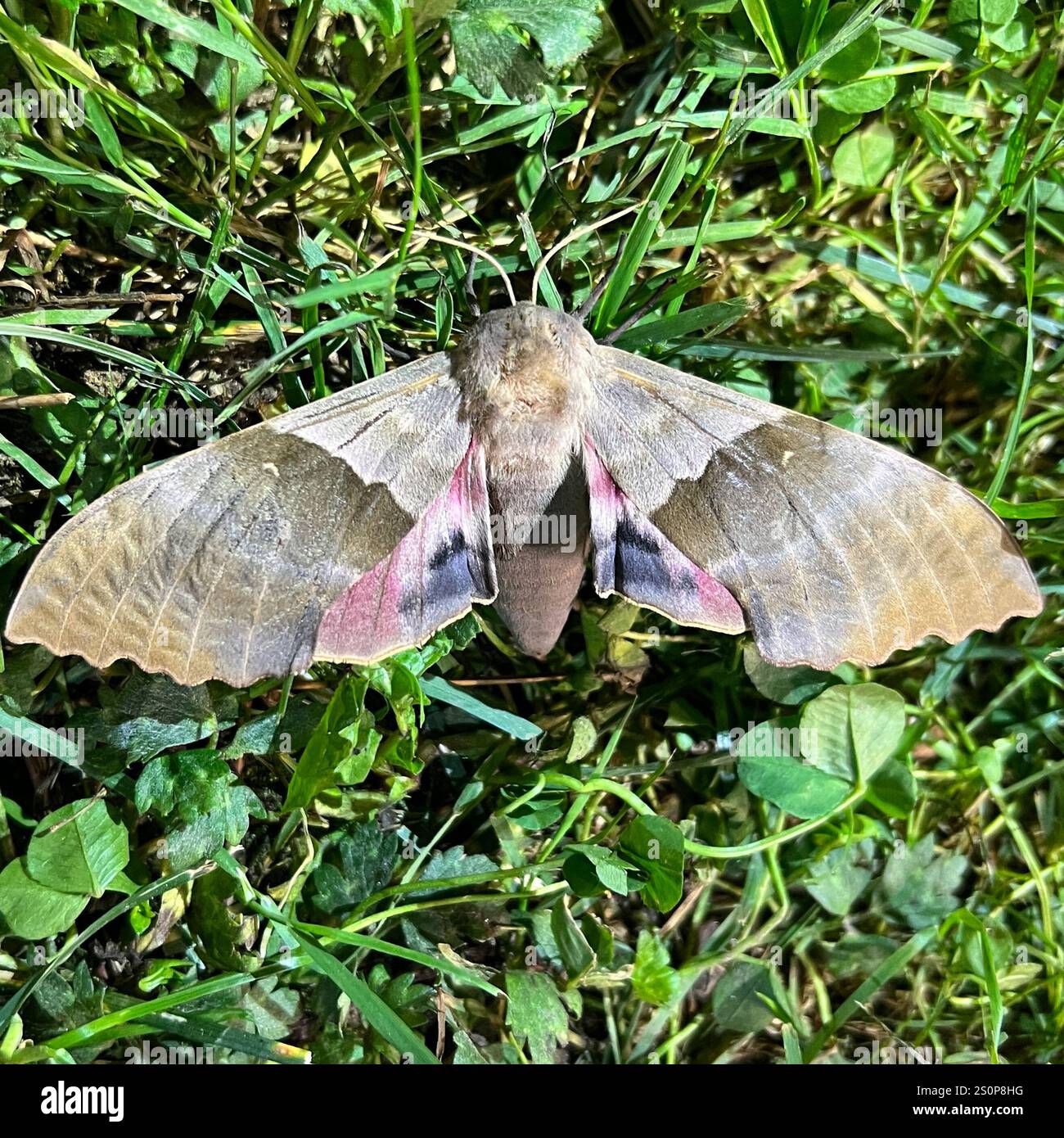 Modest Sphinx (Pachysphinx modesta Stock Photo - Alamy