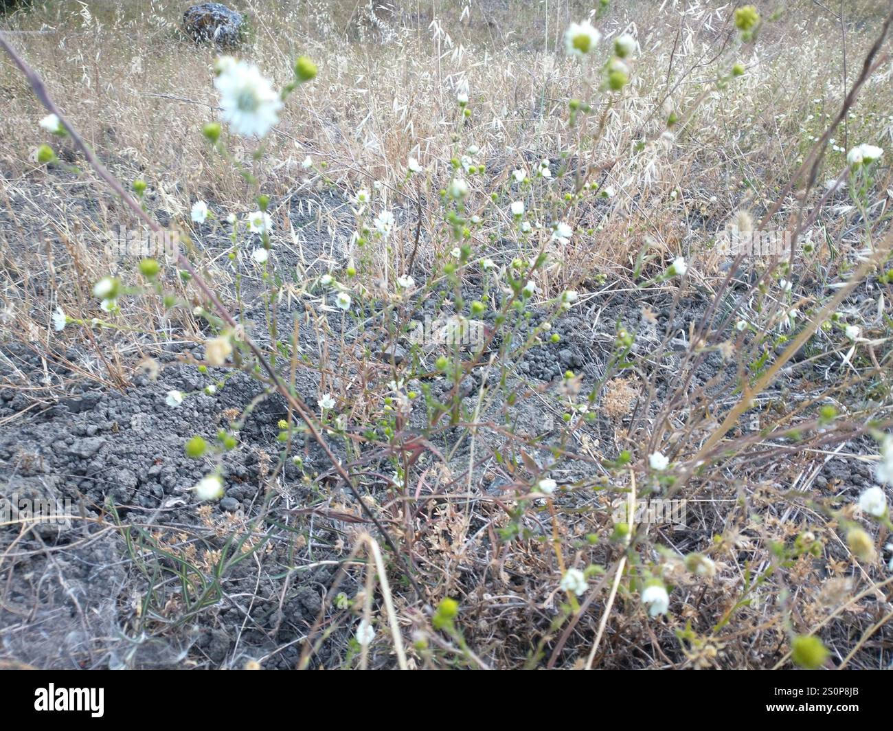 Hayfield Tarweed (Hemizonia congesta Stock Photo - Alamy