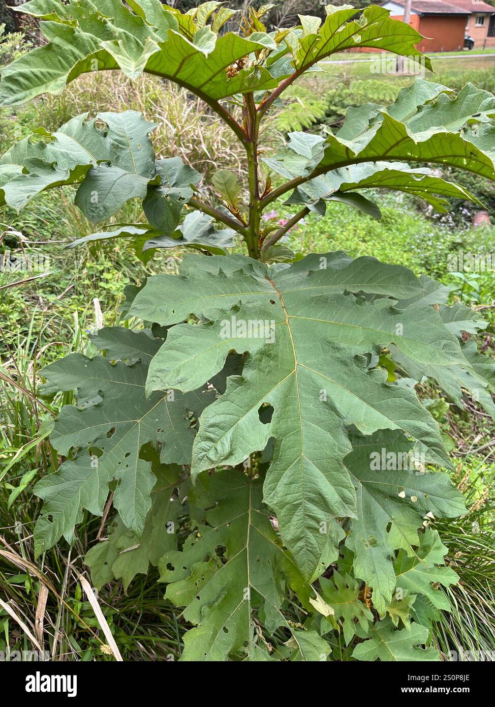 Giant devils fig hi-res stock photography and images - Alamy