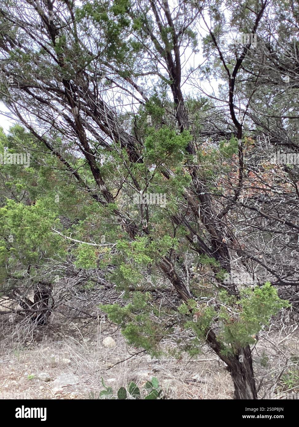 Ashe juniper (Juniperus ashei Stock Photo - Alamy