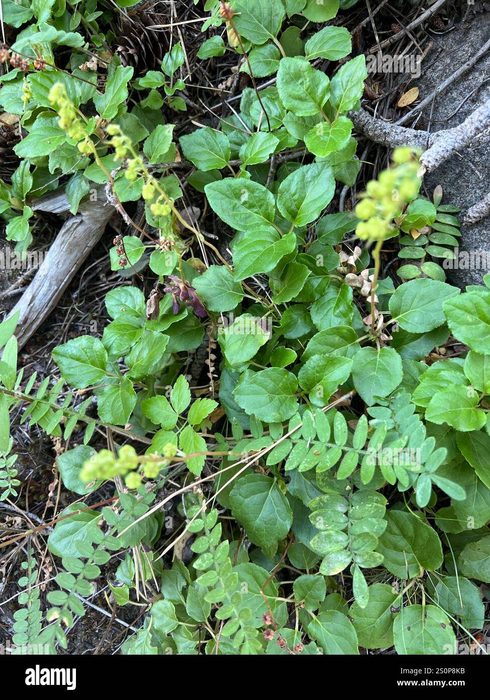 one-sided wintergreen (Orthilia secunda Stock Photo - Alamy