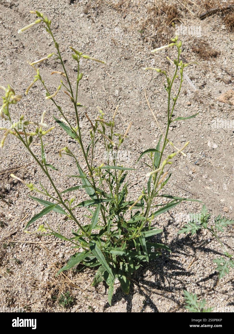 Coyote Tobacco (Nicotiana attenuata Stock Photo - Alamy