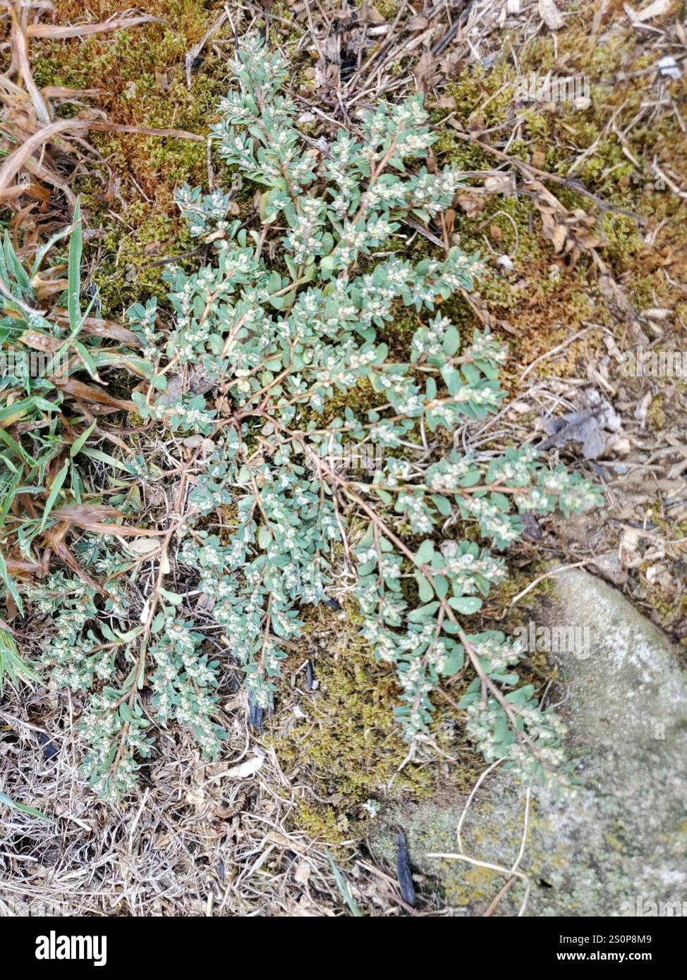 Spotted spurge (Euphorbia maculata Stock Photo - Alamy