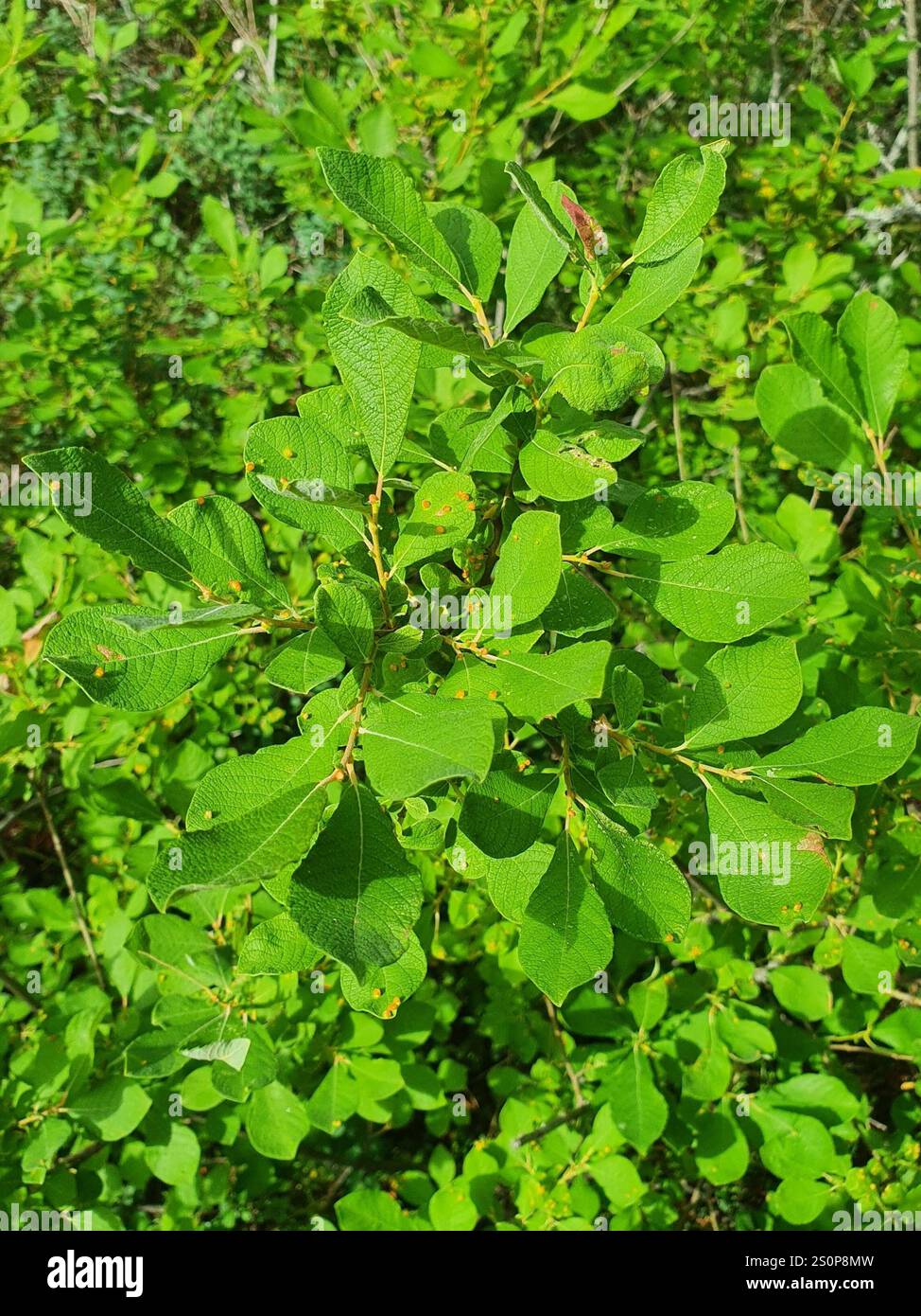 Eared Willow (Salix aurita Stock Photo - Alamy