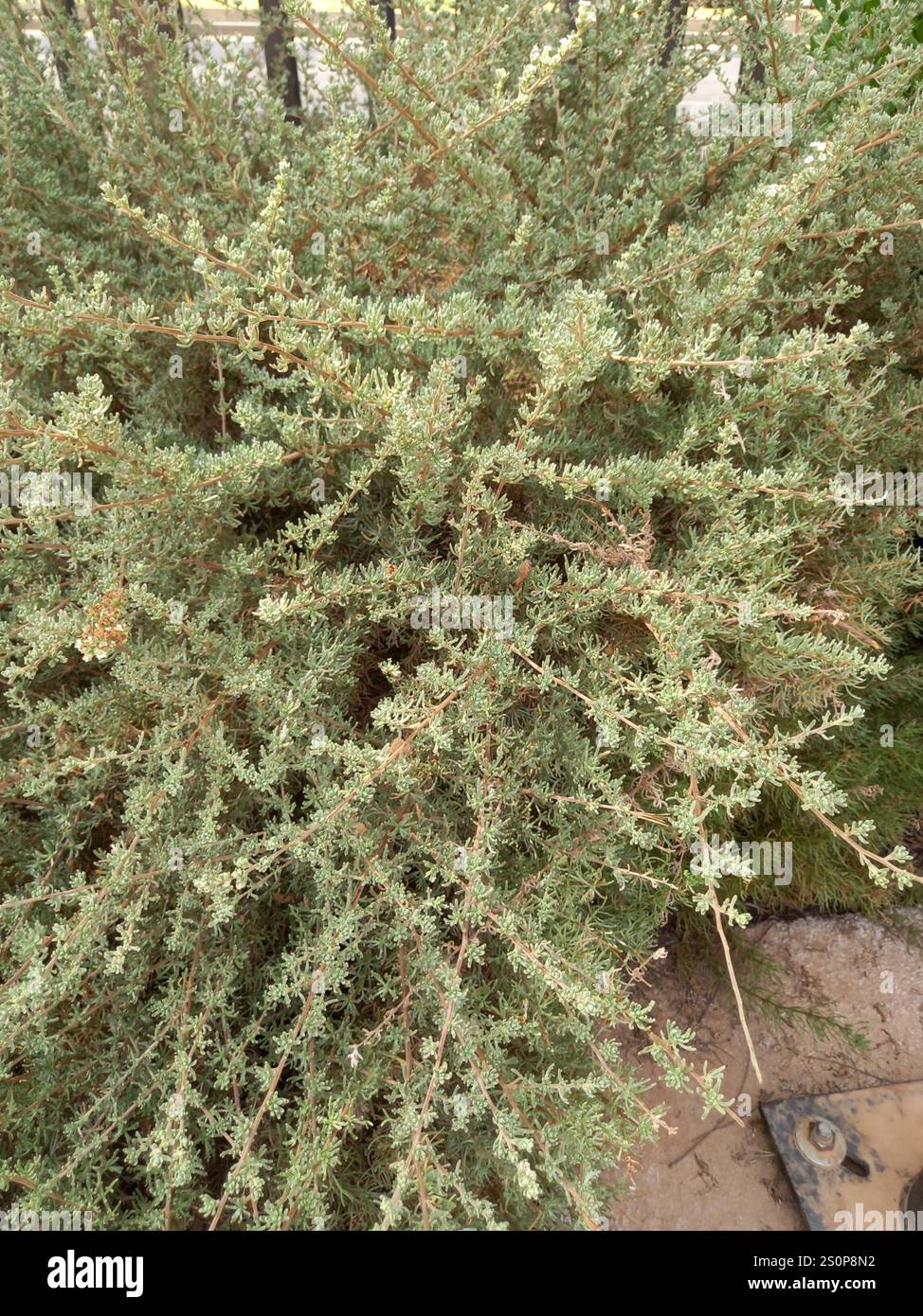 Cape Snow Bush (Eriocephalus africanus Stock Photo - Alamy
