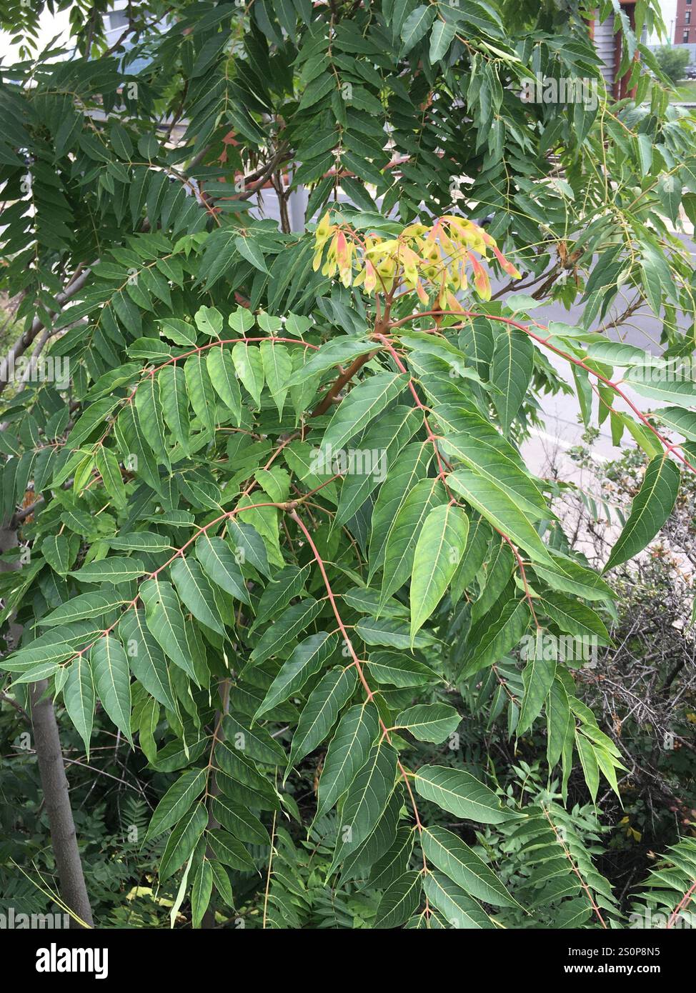 tree-of-heaven (Ailanthus altissima Stock Photo - Alamy