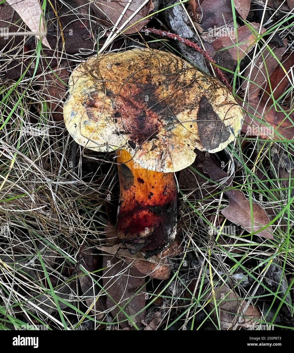 Liver Bolete (Suillellus amygdalinus Stock Photo - Alamy