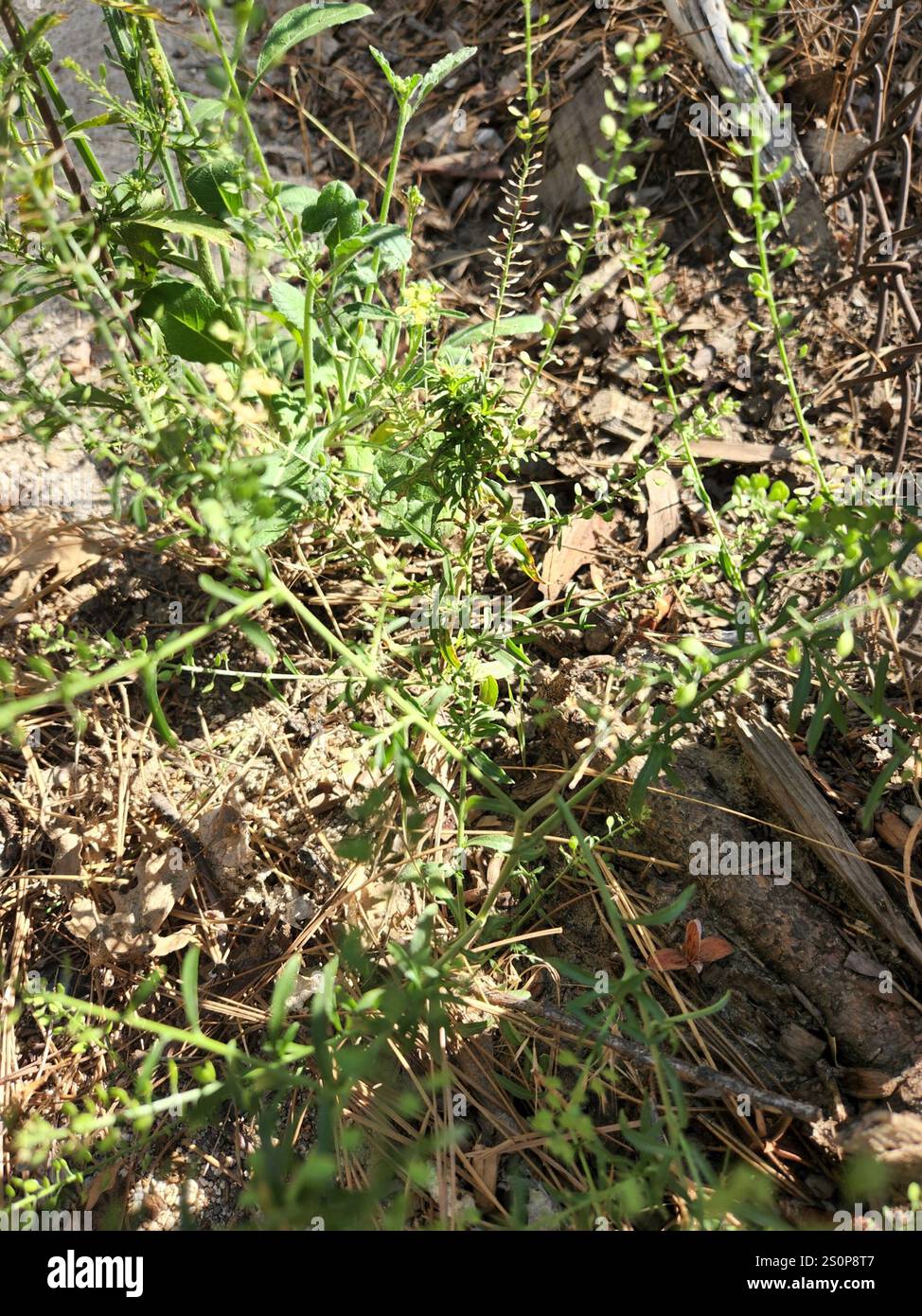 Virginia pepperweed (Lepidium virginicum Stock Photo - Alamy