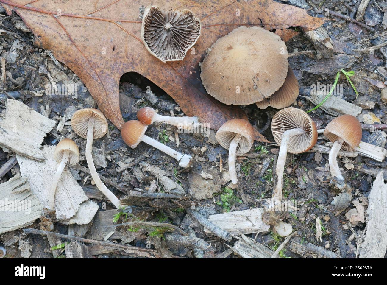 Brittlestems and Allies (Psathyrellaceae Stock Photo - Alamy