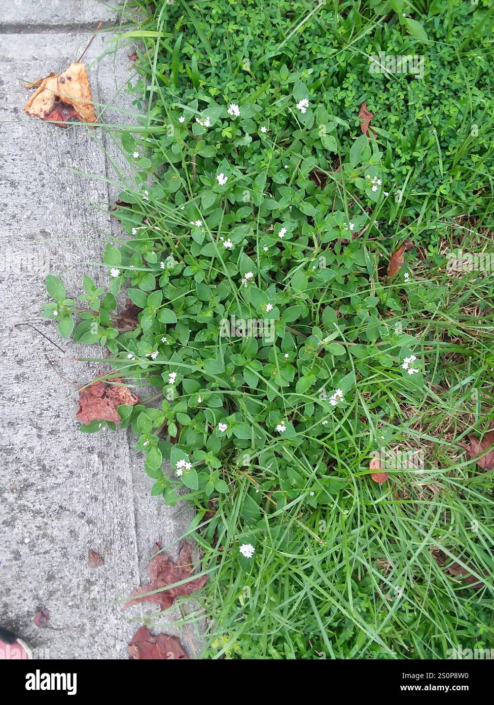 Florida Pusley (Richardia scabra Stock Photo - Alamy