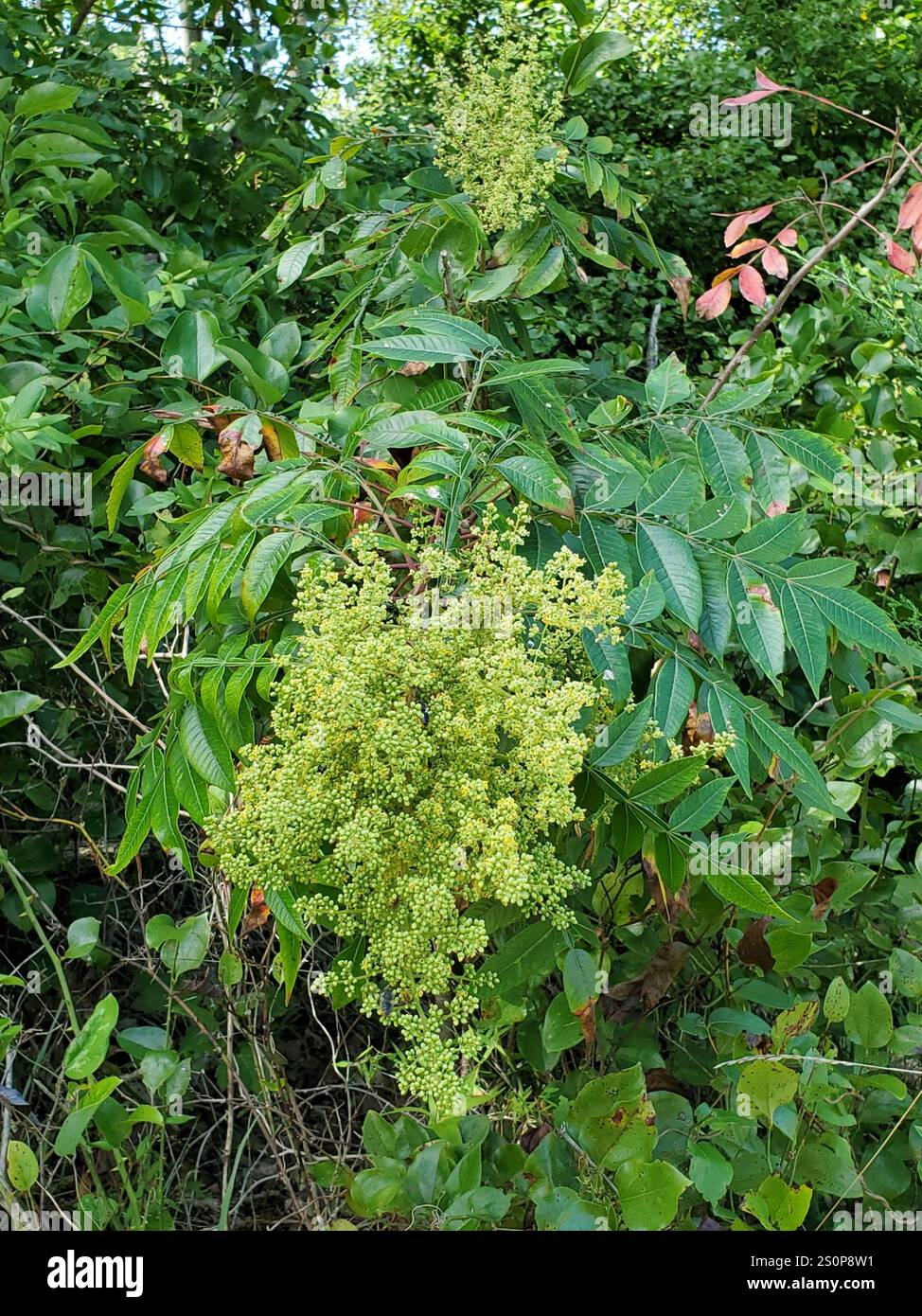 shining sumac (Rhus copallinum Stock Photo - Alamy