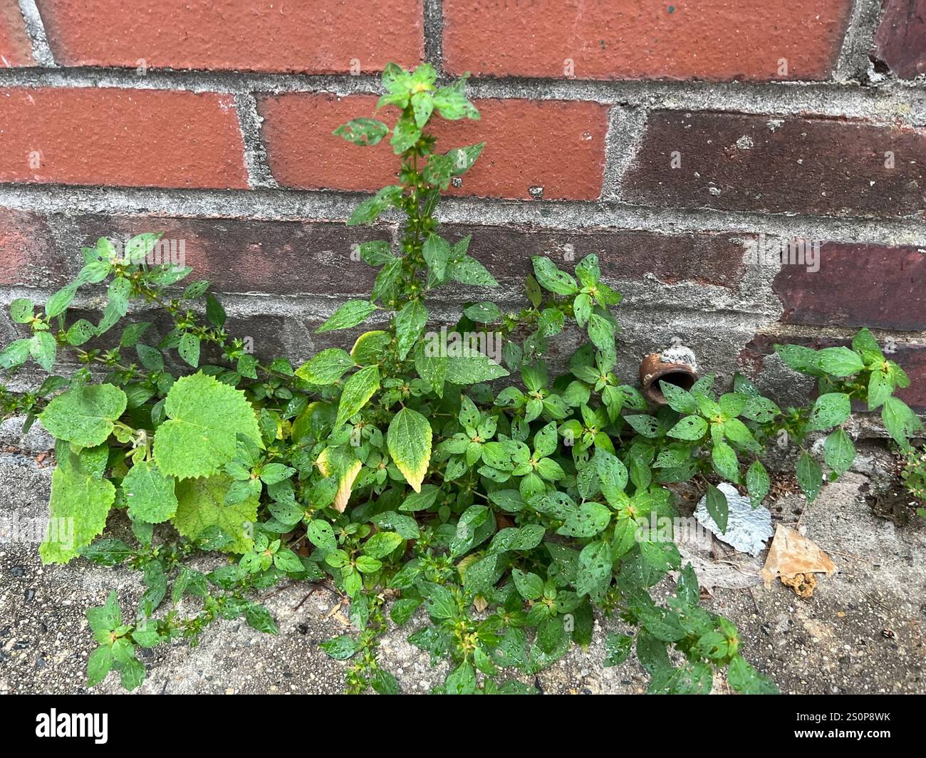three-seeded mercuries (Acalypha Stock Photo - Alamy