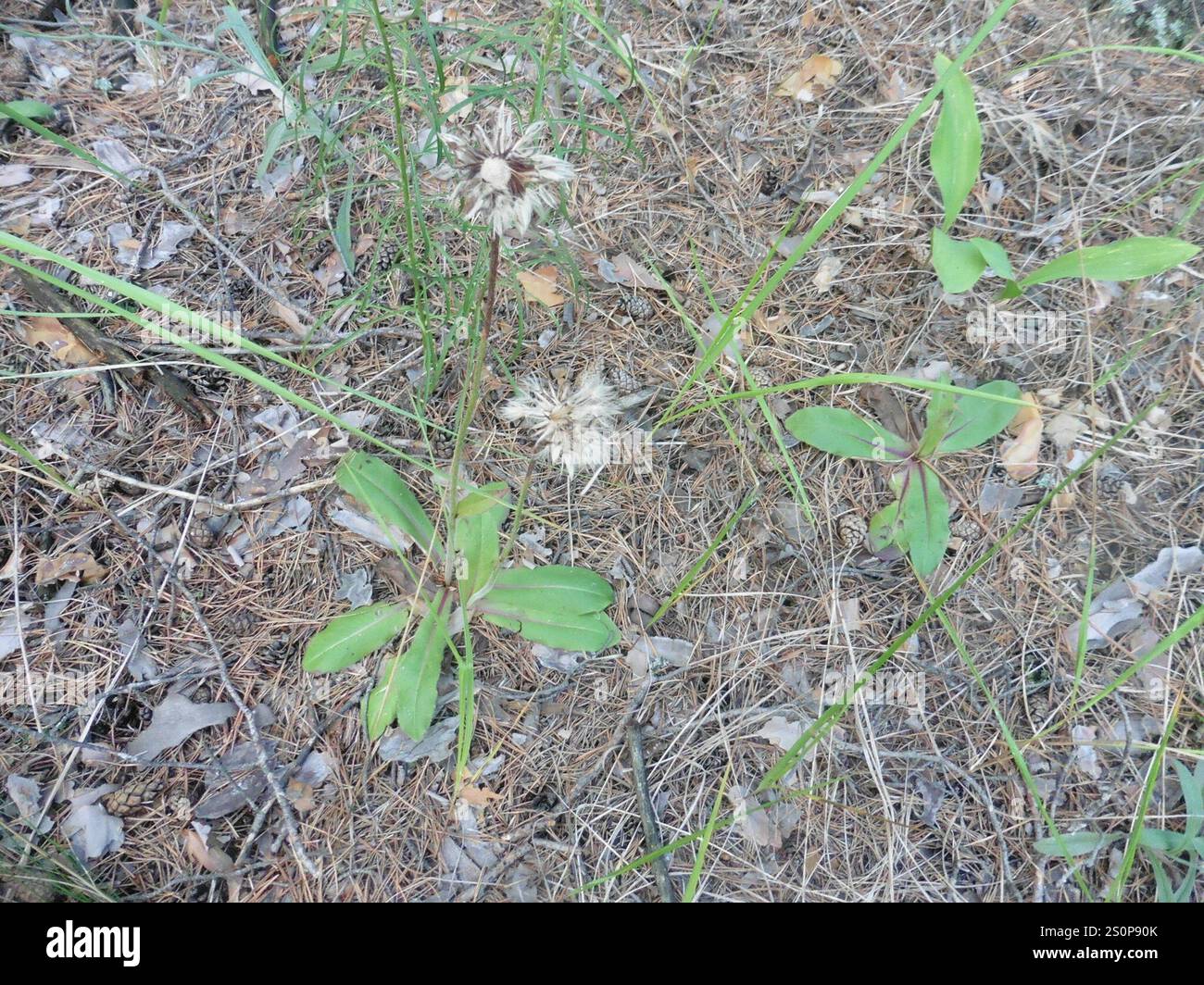 Spotted Cat's-ear (Hypochaeris maculata Stock Photo - Alamy