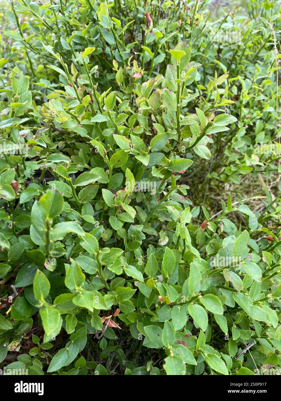 common bilberry (Vaccinium myrtillus Stock Photo - Alamy