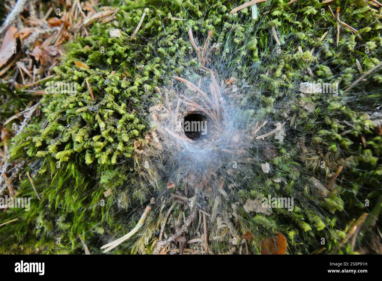 Labyrinth spider (Agelena labyrinthica Stock Photo - Alamy