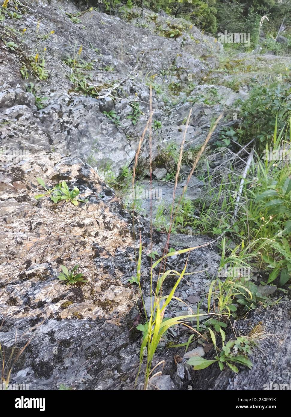 Awned Wheat Grass (Elymus trachycaulus subsecundus Stock Photo - Alamy