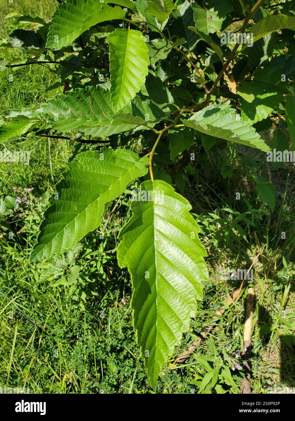 Red Alder (Alnus rubra Stock Photo - Alamy