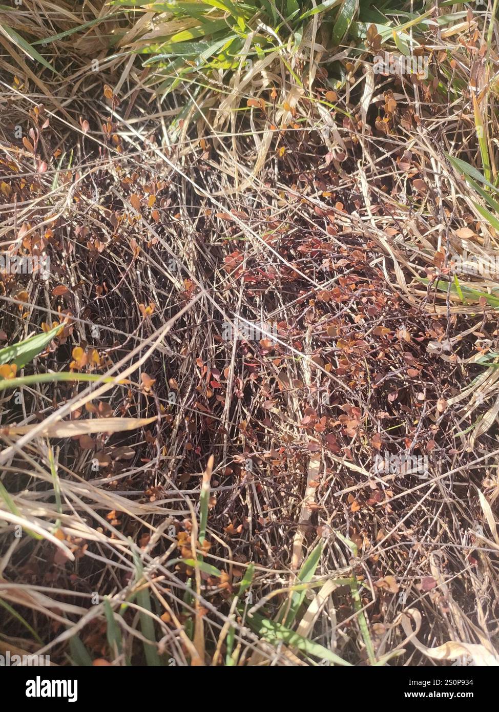 Creeping Wire Vine (Muehlenbeckia axillaris Stock Photo - Alamy