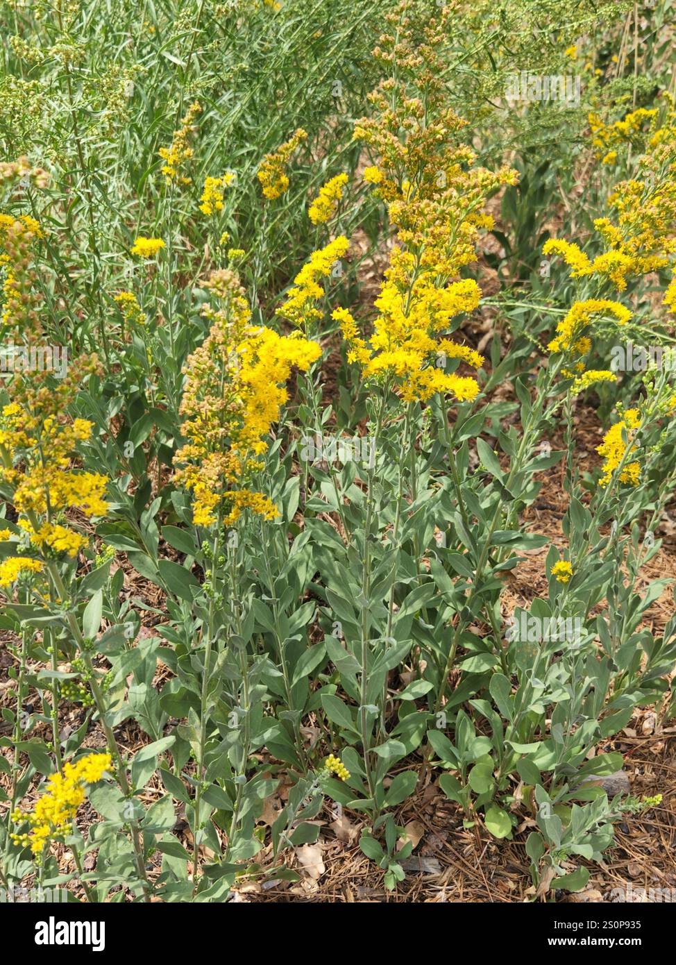 velvety goldenrod (Solidago velutina Stock Photo - Alamy