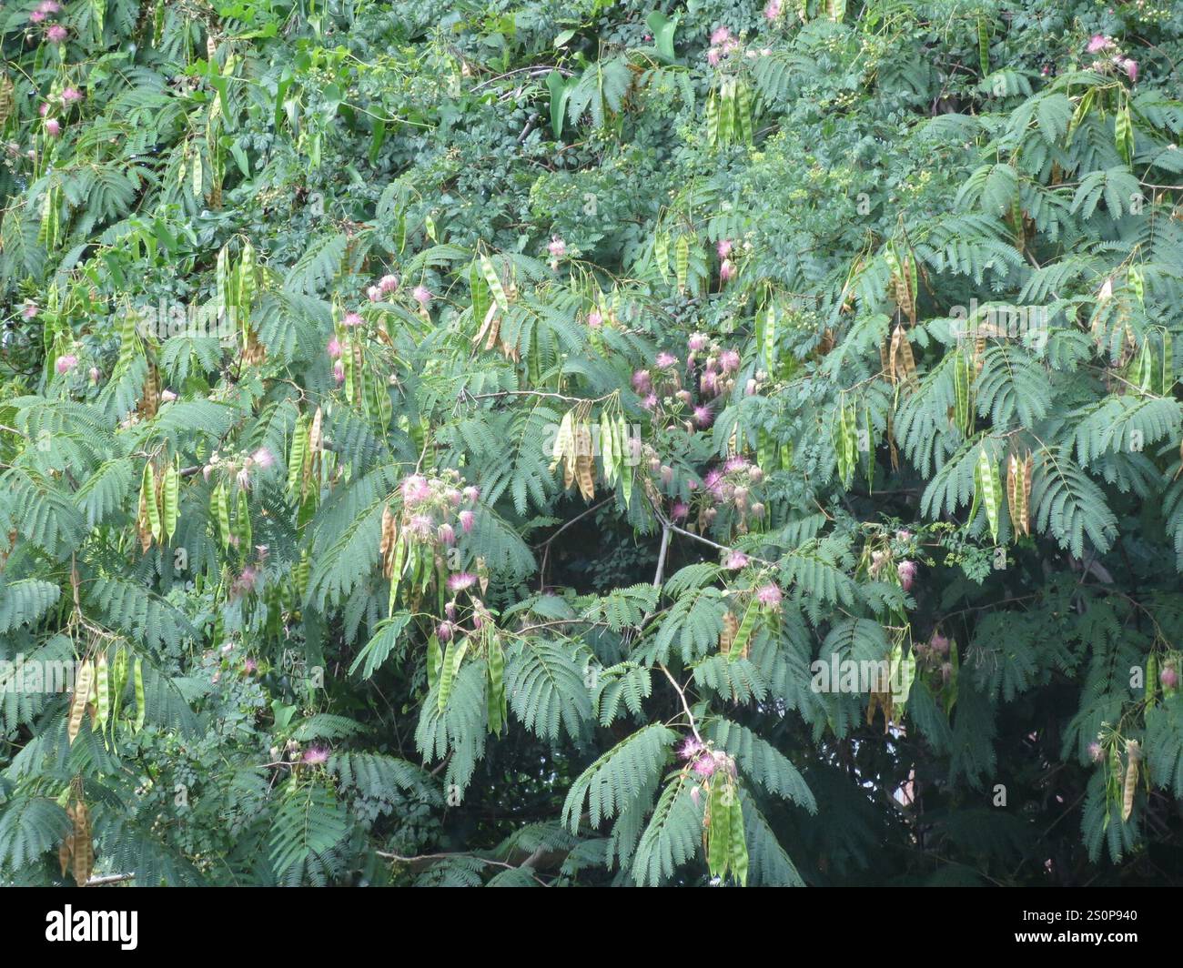 Persian silk tree (Albizia julibrissin Stock Photo - Alamy