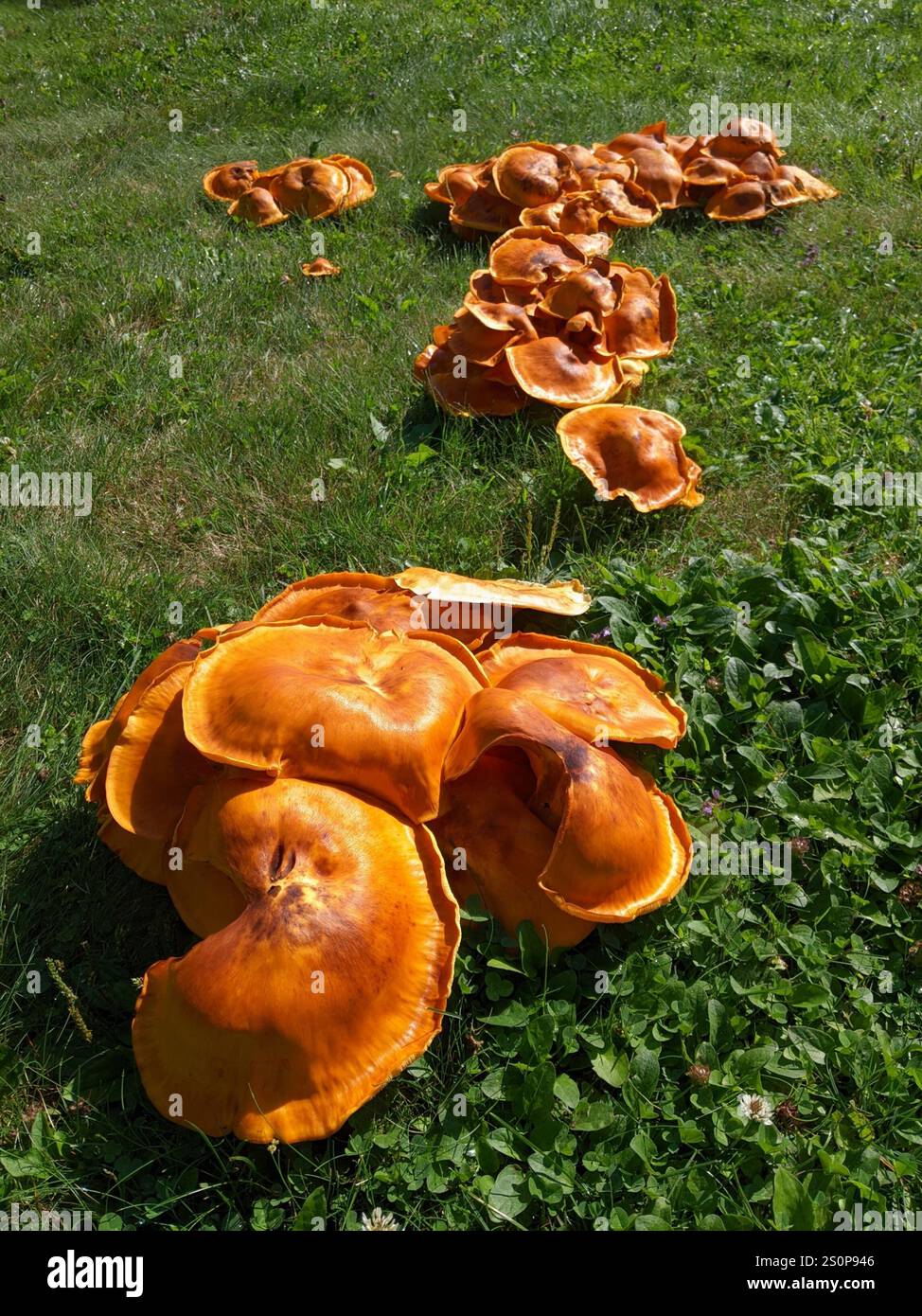 Eastern American jack-o'-lantern (Omphalotus illudens Stock Photo - Alamy