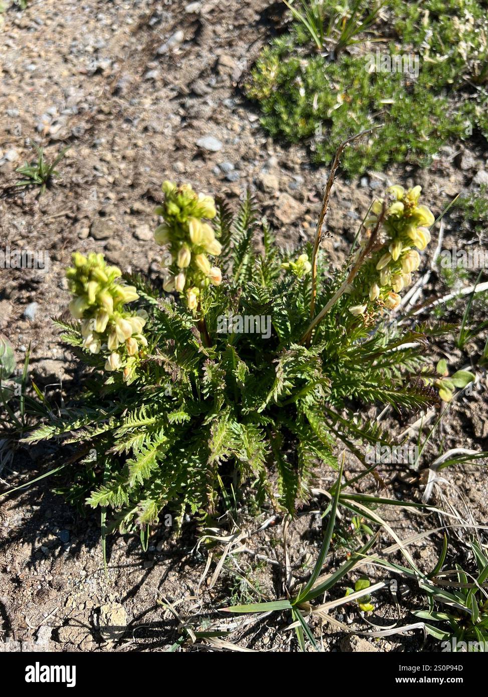curved-beak lousewort (Pedicularis contorta Stock Photo - Alamy