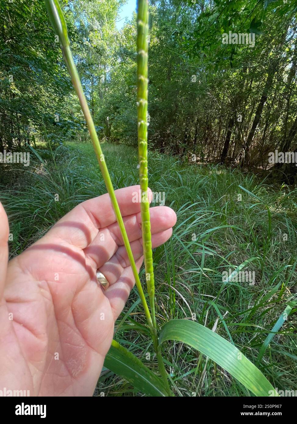 eastern gamagrass (Tripsacum dactyloides Stock Photo - Alamy