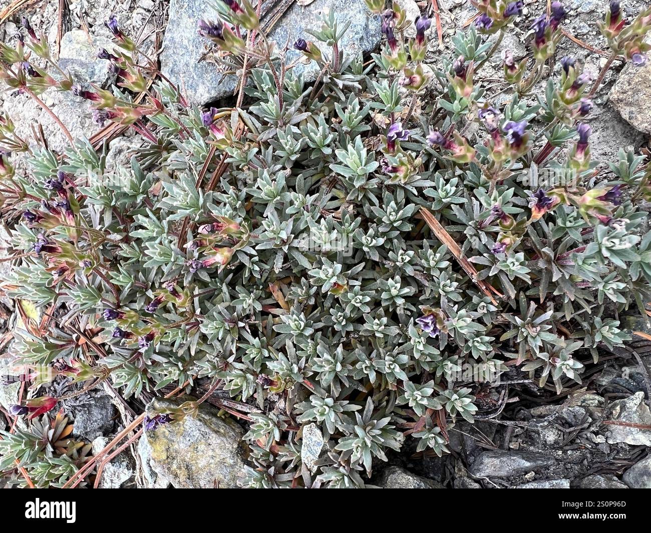 snow dwarf primrose (Androsace nivalis Stock Photo - Alamy