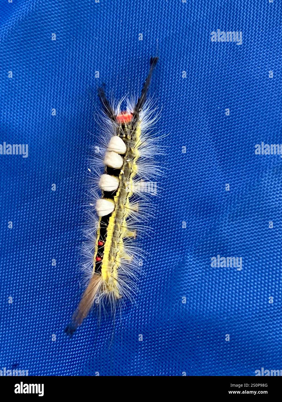 White-marked Tussock Moth (Orgyia leucostigma Stock Photo - Alamy