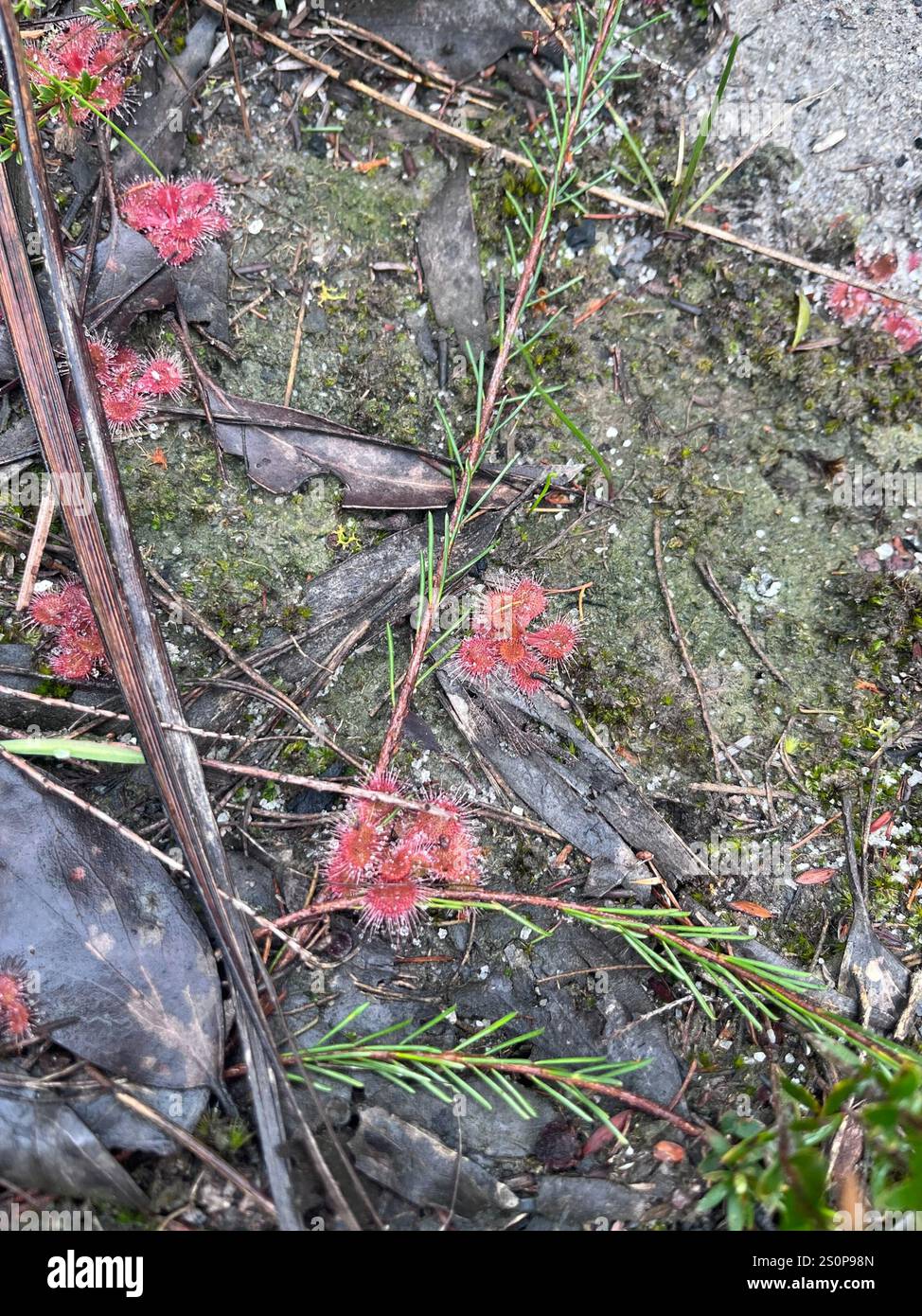 Scented sundew hi-res stock photography and images - Alamy
