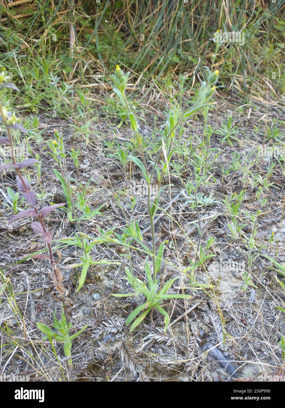 grassy tarweed (Madia gracilis Stock Photo - Alamy