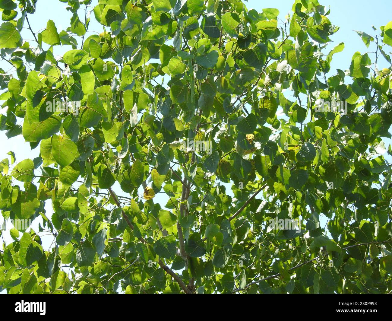 Eastern Cottonwood (Populus deltoides Stock Photo - Alamy
