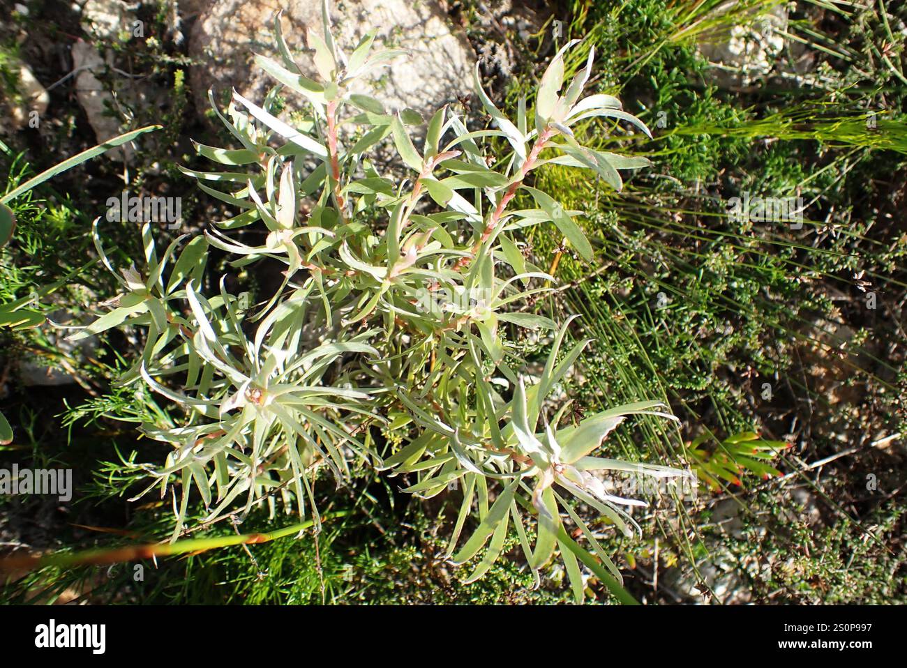 Limestone Conebush (Leucadendron meridianum Stock Photo - Alamy