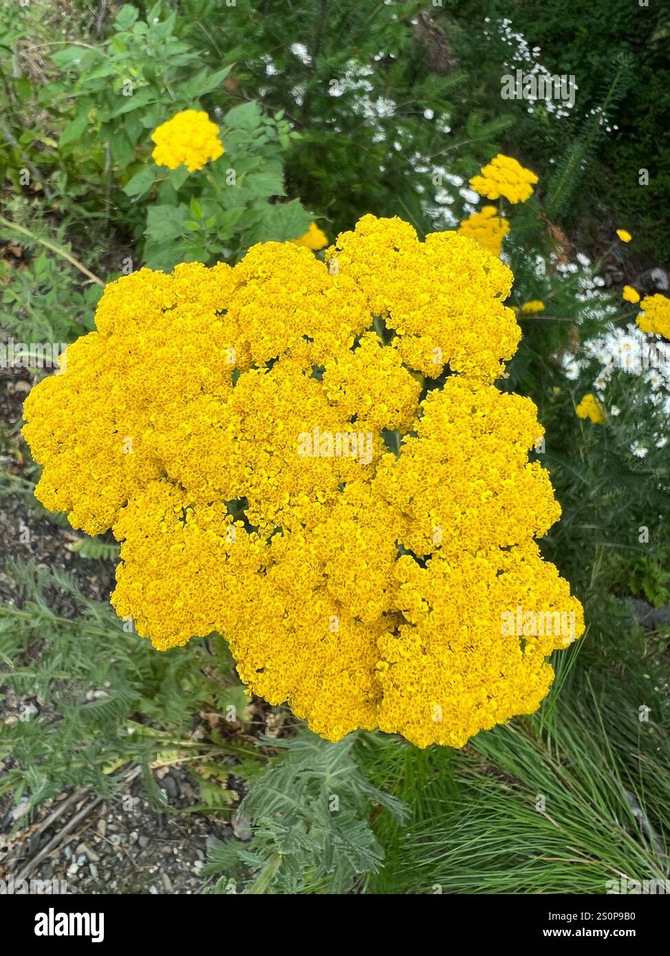 Fern-leaf Yarrow (Achillea filipendulina Stock Photo - Alamy